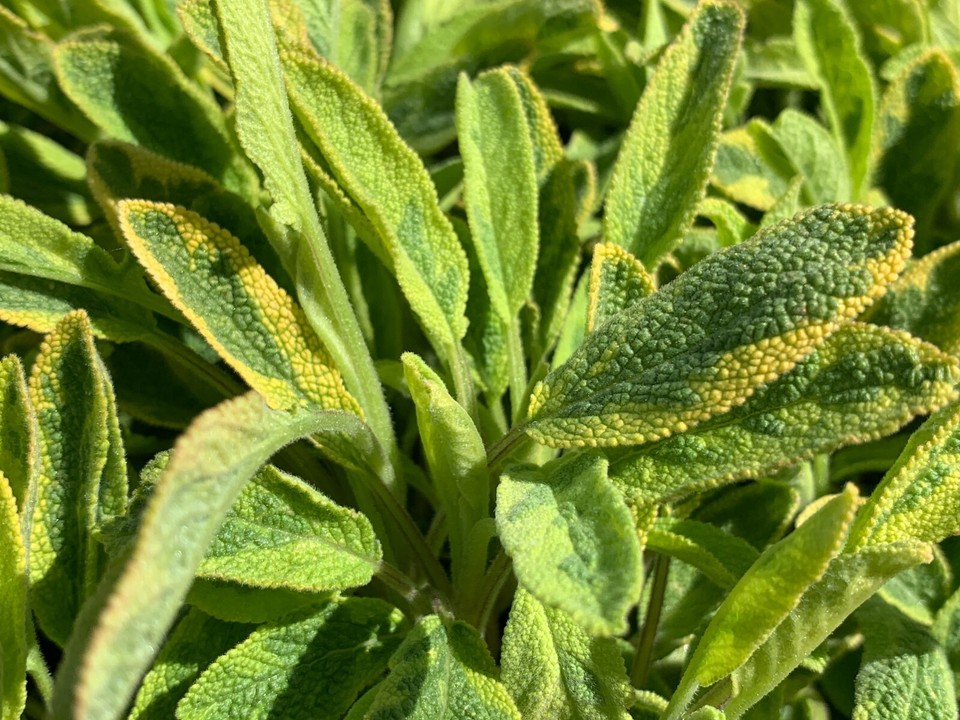 3 x Salvia officinalis 'Aurea', Variegated sage, Perennial Chunky ...