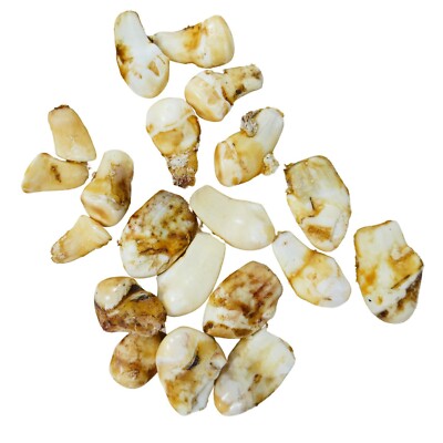 Elk Teeth - elk1600th | eBay