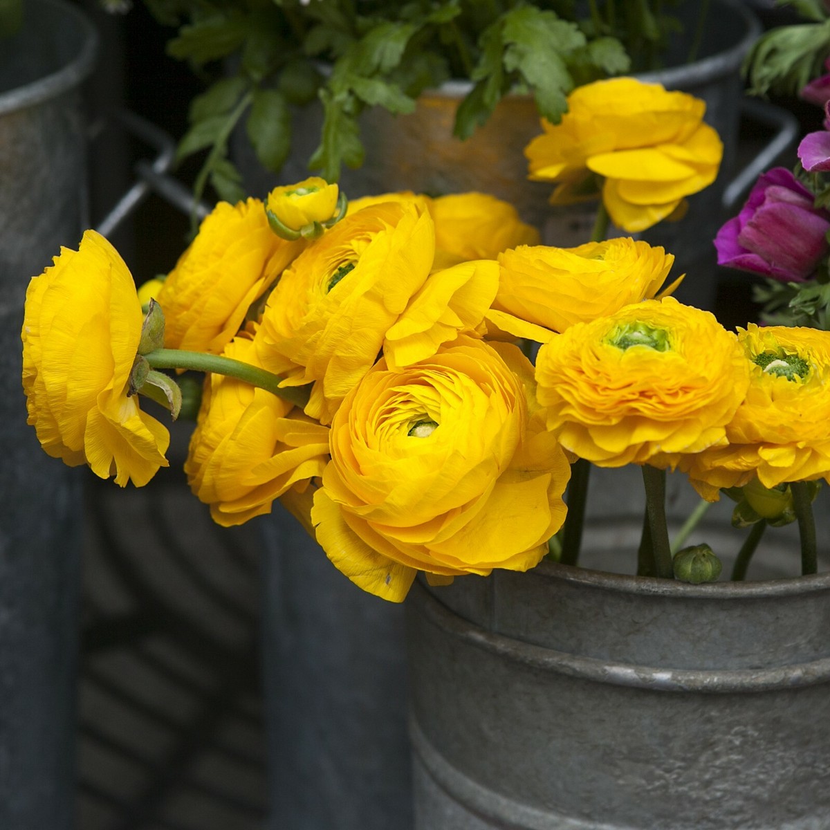 Gold Summer Flowers