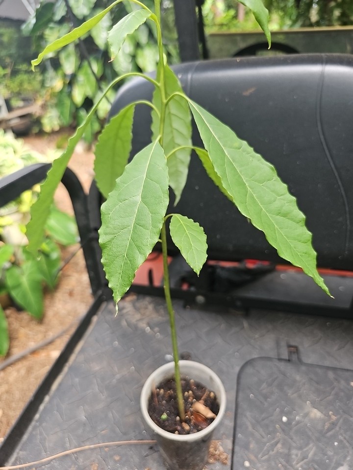 Organic Hass Avocado Live Tree Seedling Ready to Plant 22" | eBay