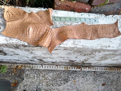 Wild Alligator Gator Leather Scrap piece crafter craft Hide Swamp ...