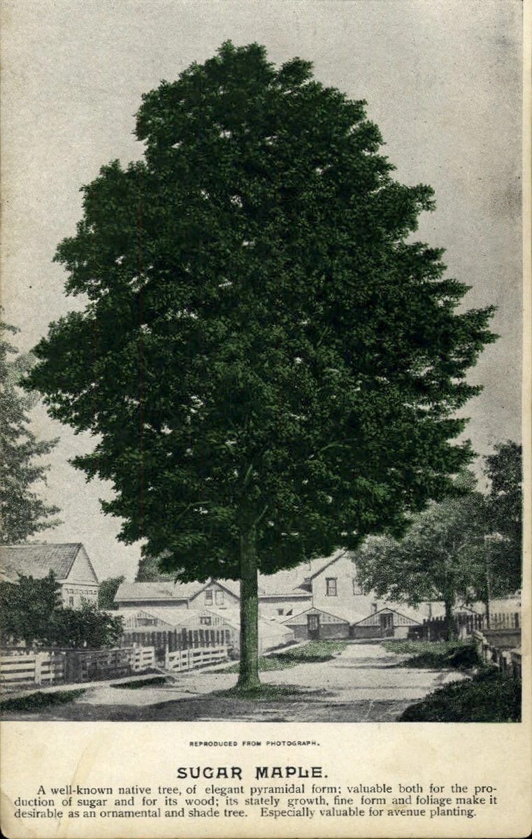 Sugar Maple Tree Coloring Sheet