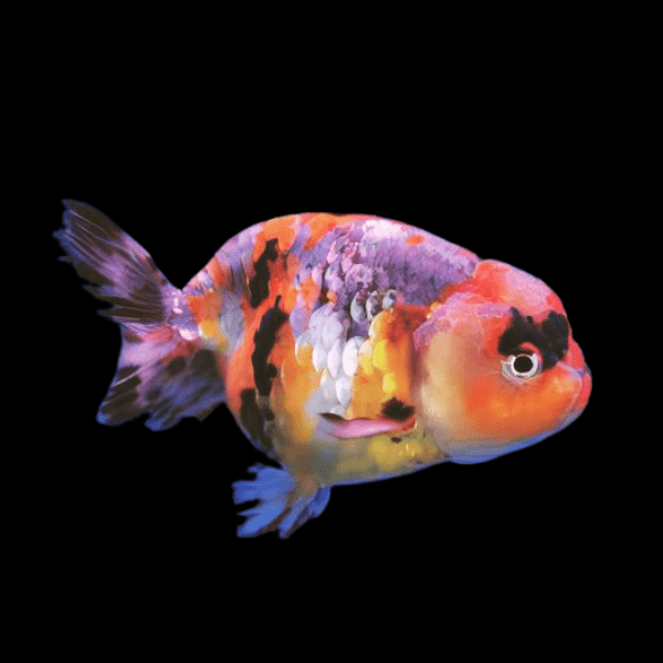 Lionhead Ranchu Goldfish