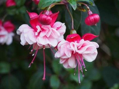 Hardy Fuchsia Plants for sale | eBay UK