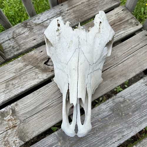 Real Cow Skull Taxidermy Cow Head Bones | eBay