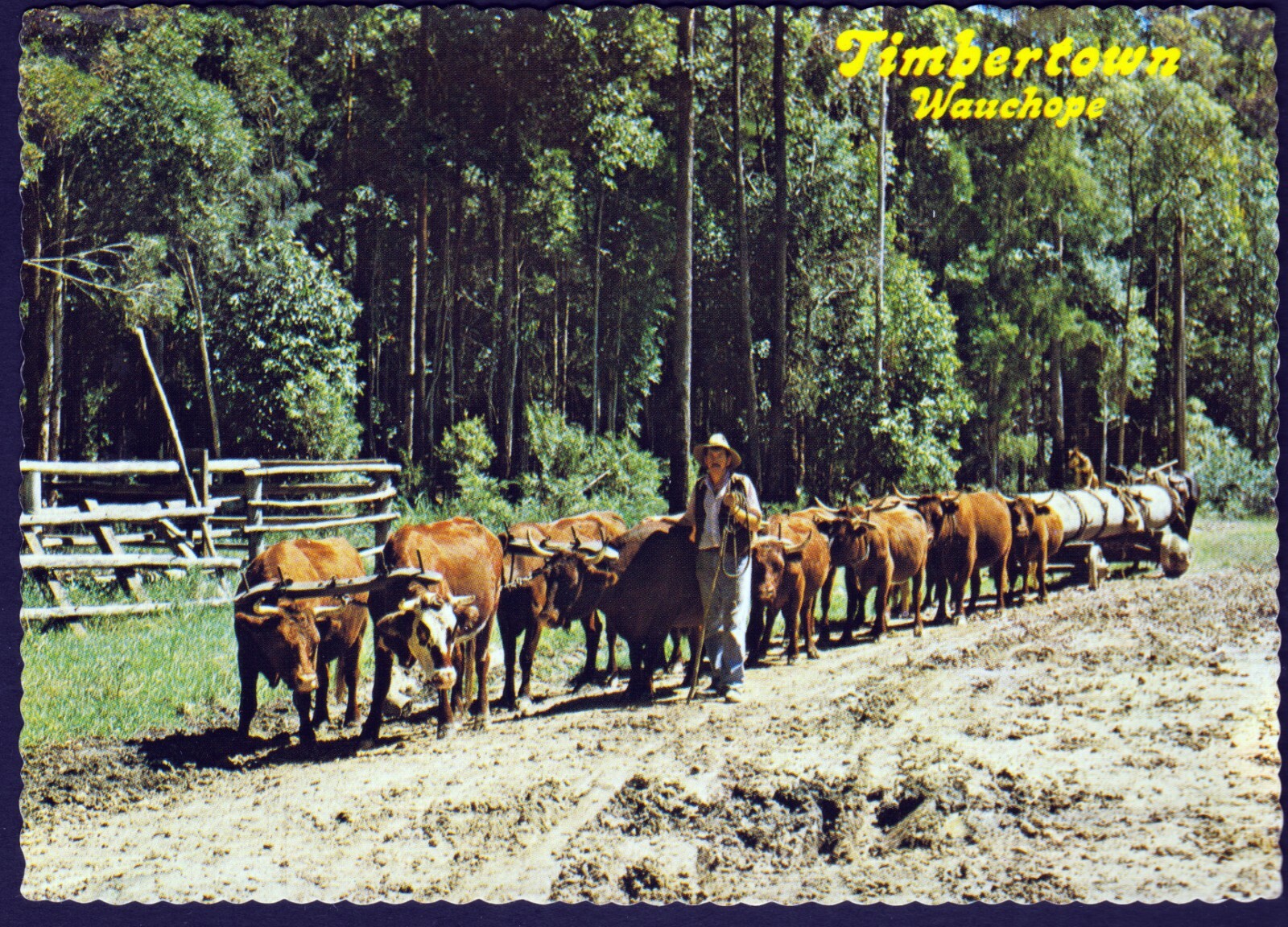 TIMBERTOWN WAUCHOPE BULLOCK LOG TEAM Postcard Western Australia (NCCP ...
