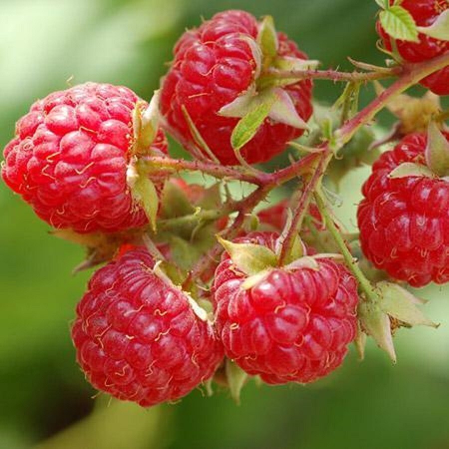 25+ Heritage Raspberry Seeds Award-winning Produce Plant Berry Twice ...