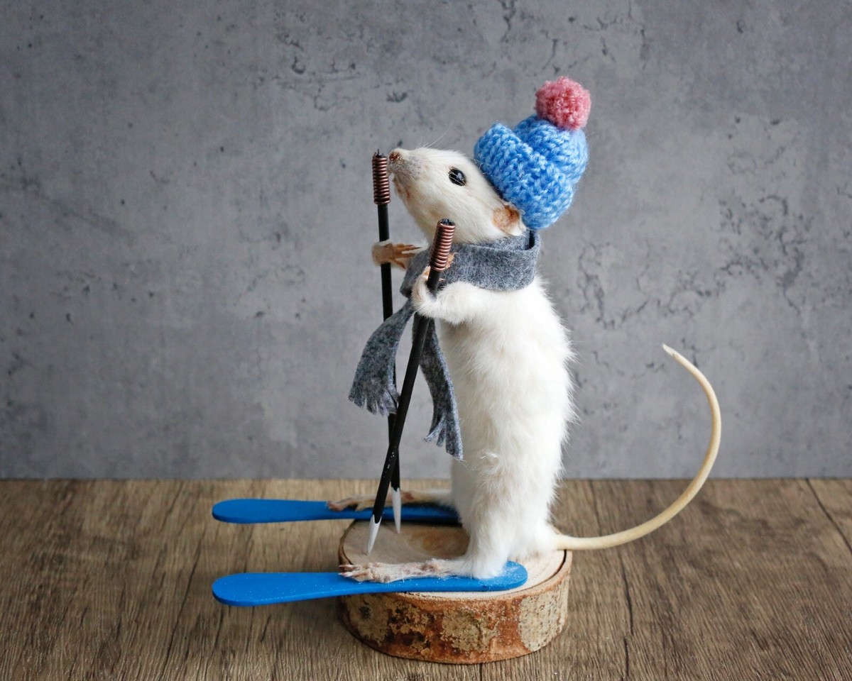 Funny Rat Playing Football Amazing Creatures: 20 Funny Animals Playing