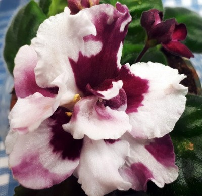 Skazochniy iris (Plug) ~ African violet baby plant. | eBay