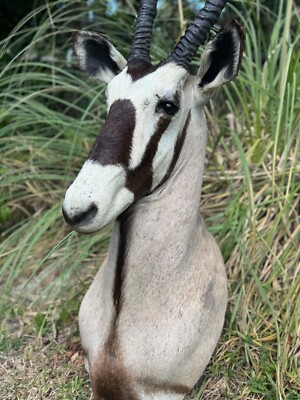 Gemsbok Oryx taxidermy shoulder mount, Magnificent Horns | eBay