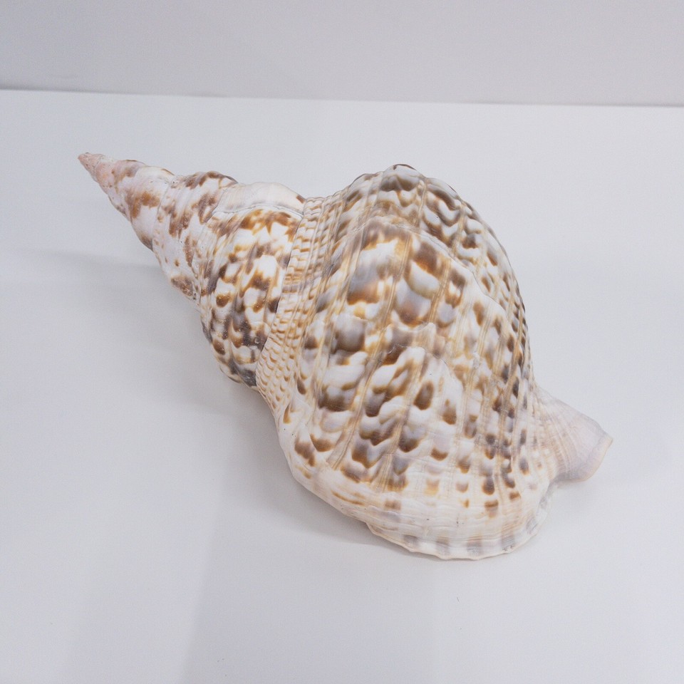 Giant Charonia Tritonis Triton Trumpet Sea Shell Conch 11” long 6.5” W ...