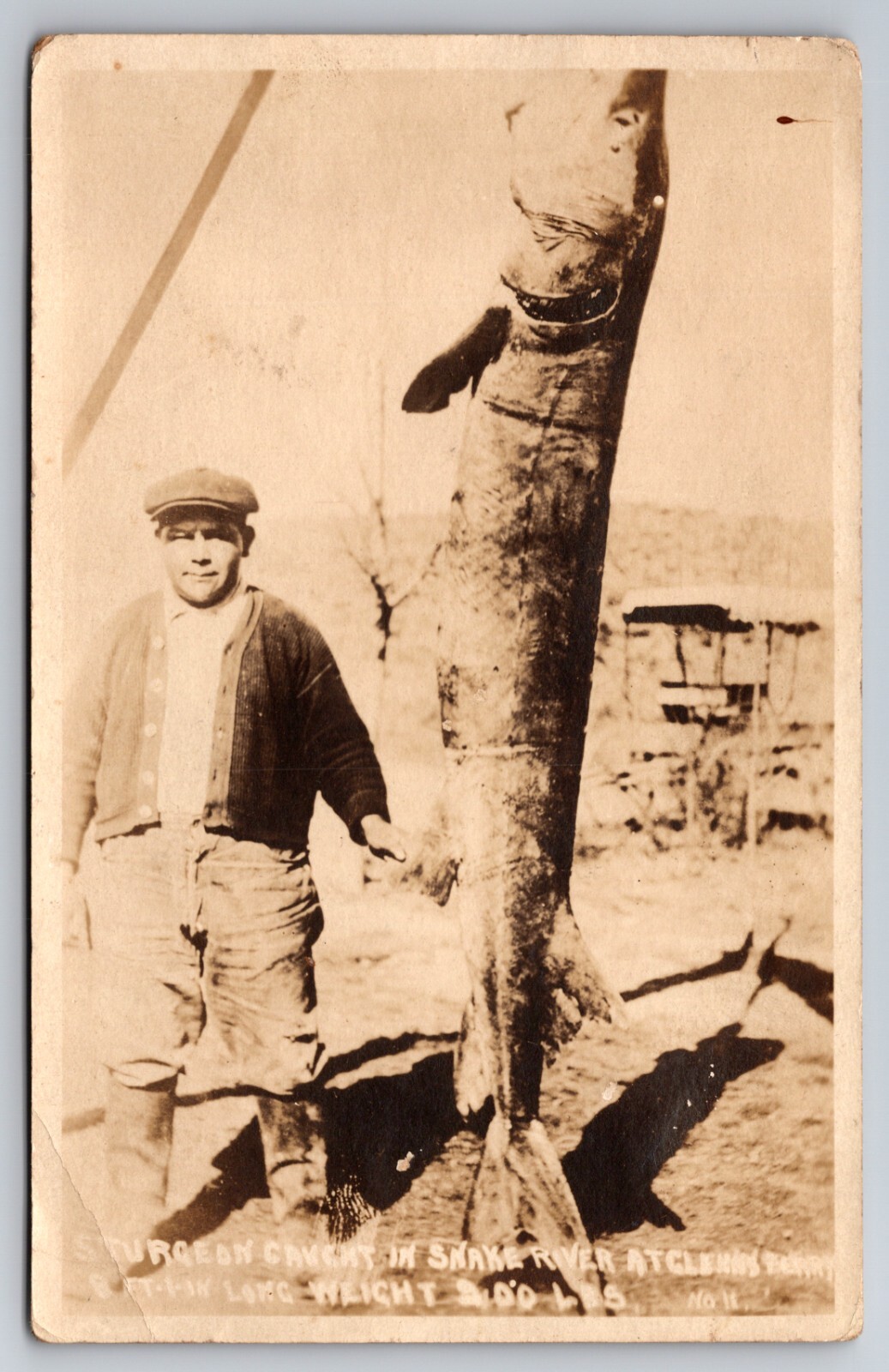 Giant Fish Sturgeon Snake River Glenns Ferry Idaho ID c1920 Real Photo ...