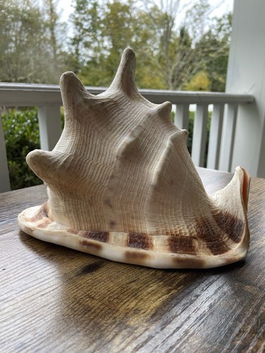 9” Queen Helmet Conch Sea Shell Large Horn Musical Instrument Cassis ...