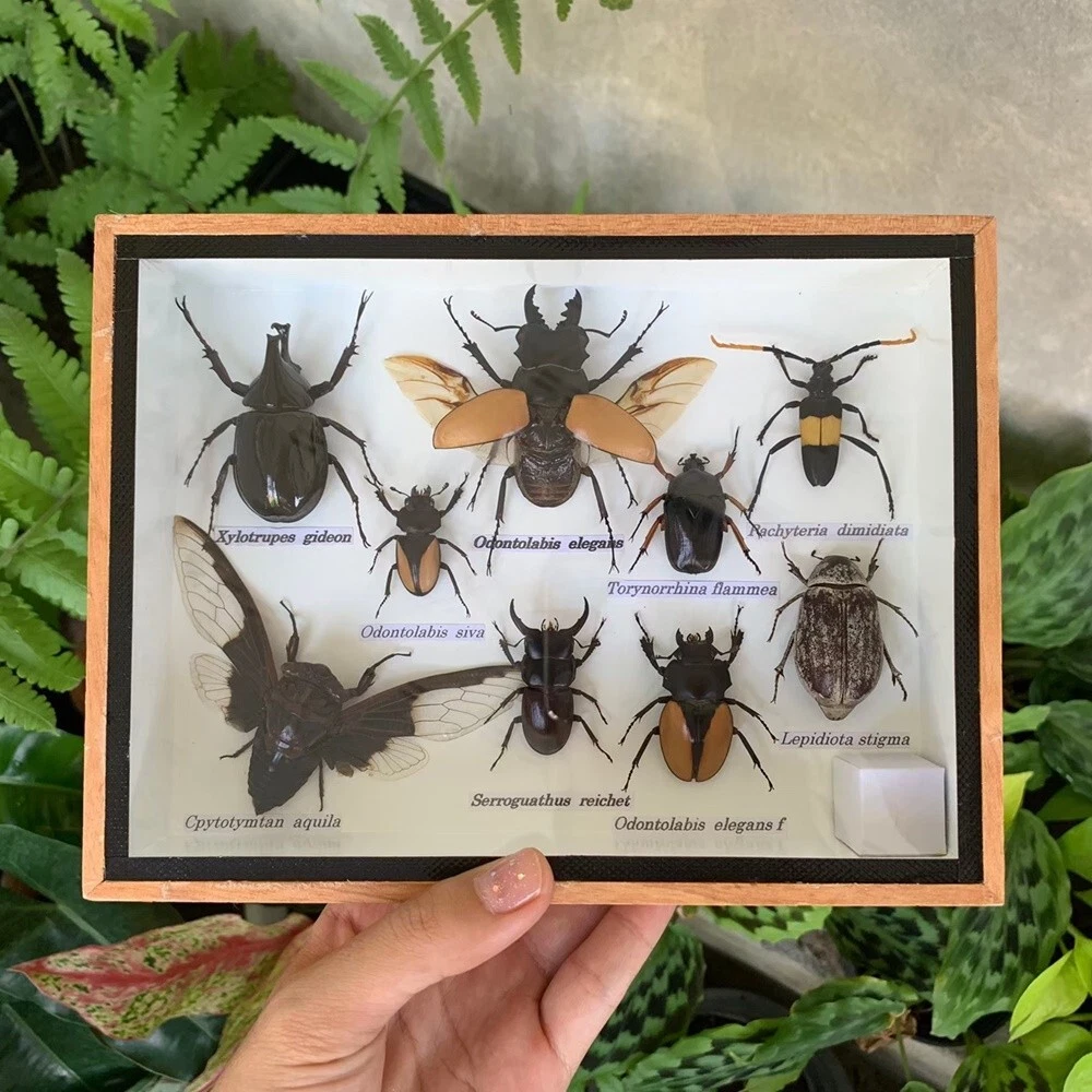 Rarest Insects