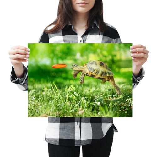 A3 - Tortoise Turtle Jumping Frisbee Poster 42X29.7cm280gsm #14390 | eBay