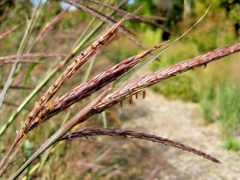 501+BIG BLUESTEM Seeds Native Tall Grass Prairie Ornamental Drought ...