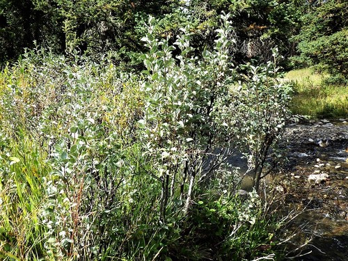 Home 10 AMERICAN SILVERBERRY Wolf Willow Elaeagnus Commutata Berry ...