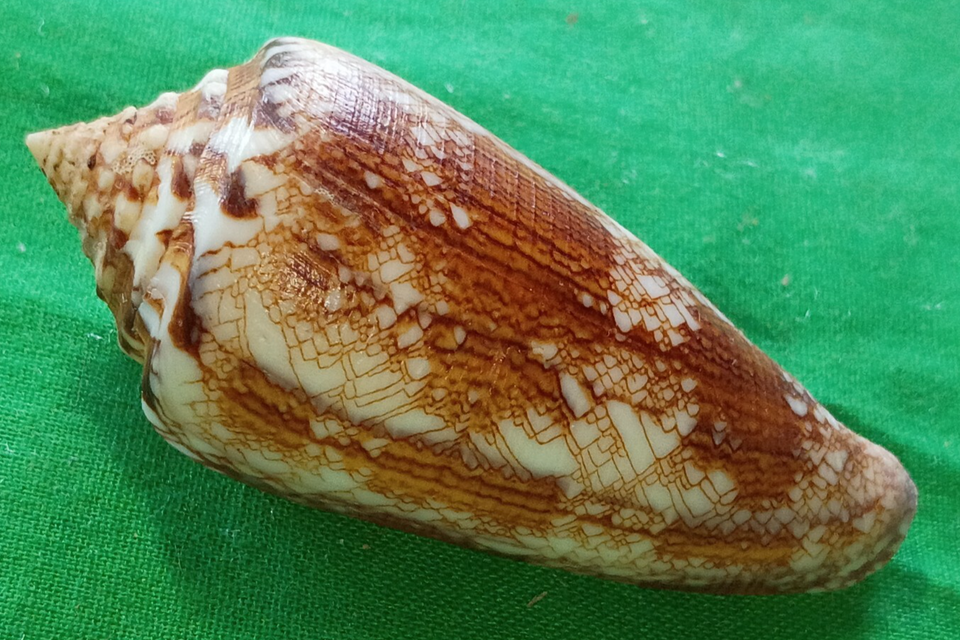 Conus telatus #M0449 Philippines 66mm | eBay