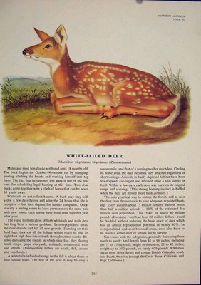 Original Old Antique Print White Tailed Deer Buck Color Quadruped ...