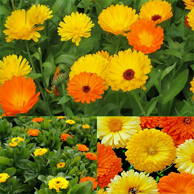 CALENDULA BON BON DWARF MIXED 10 Seeds Grow FLOWERS Beautiful GARDEN ...