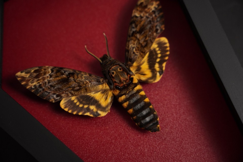 Real Death Head Moth Coffin Framed Gothic Decor Taxidermy Insect Bugs ...