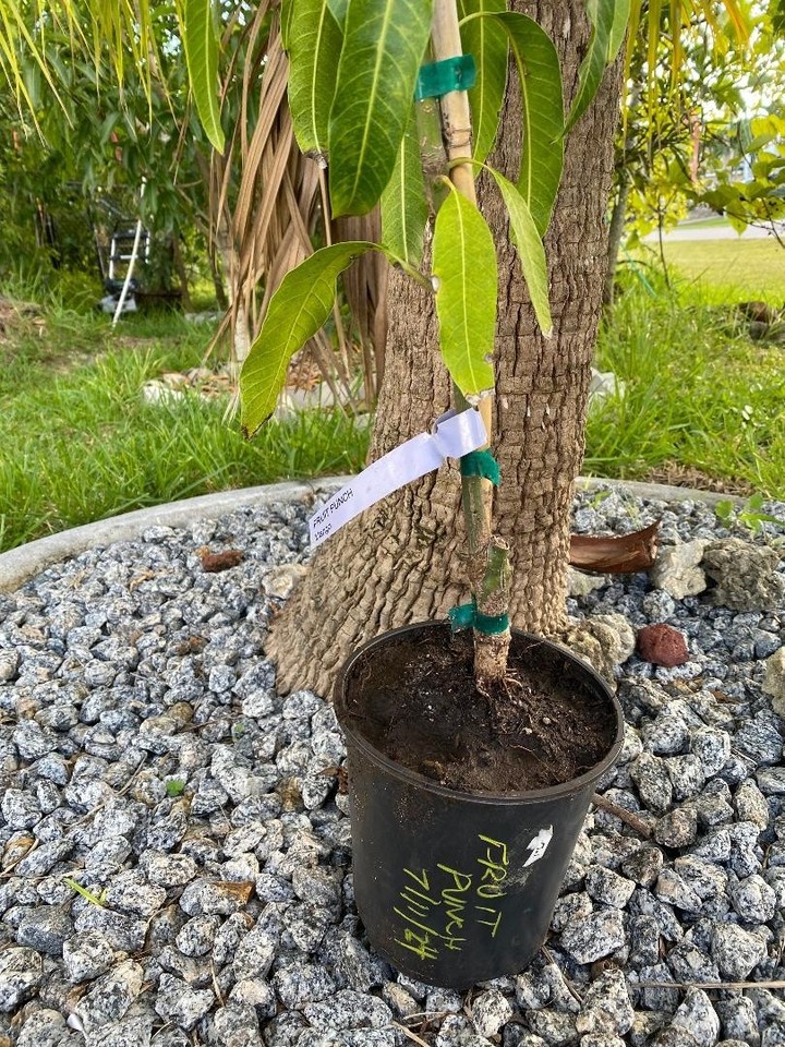 15 MO FRUIT PUNCH GRAFTED MANGO TREE (MANGIFERA INDICA) SEEDLING OF ...
