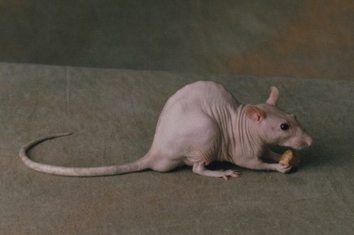 Hairless Rat Nibbling Food Beloved Pet Studio Portrait 2000s Odd ...