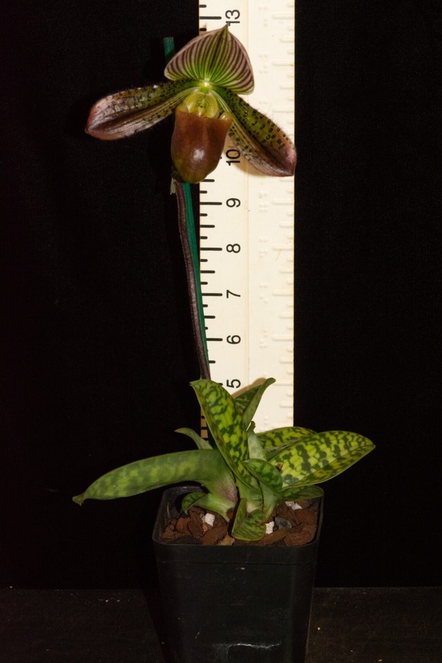 Paphiopedilum QF Shady Shadow #1 (Avenue Azhar x Wonderful Shadow), in ...