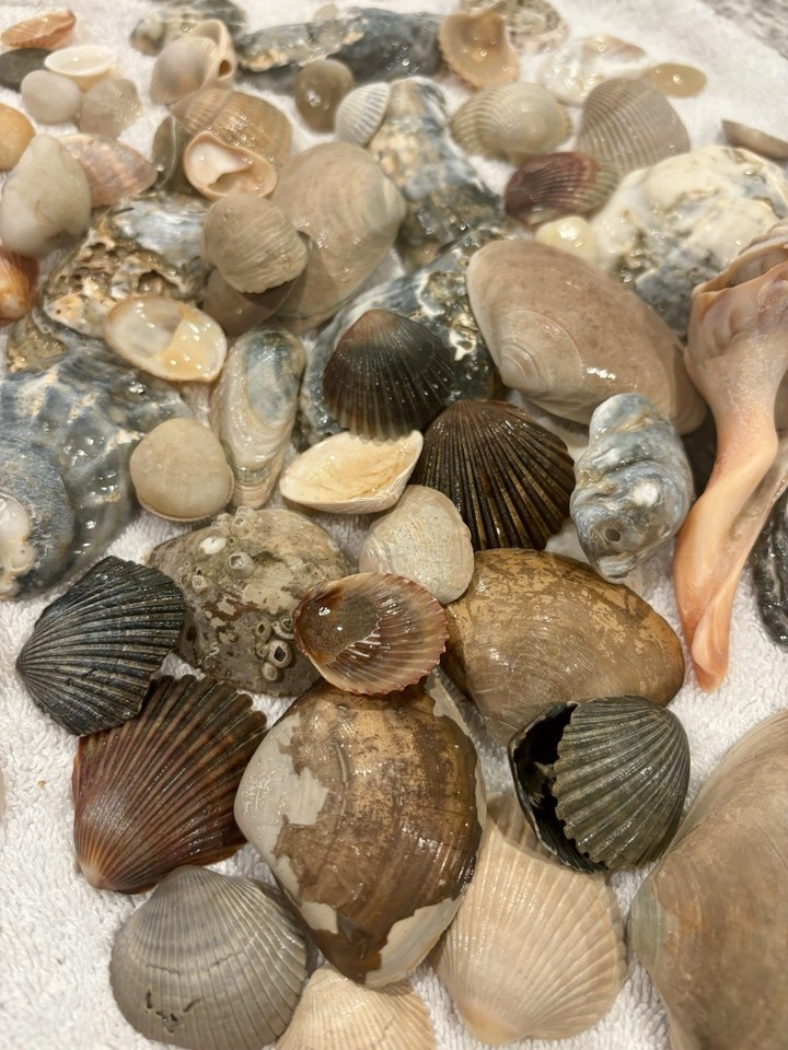 Assorted Medium and Small Sea Shells Sea Glass and Pebbles for Crafts 1 ...
