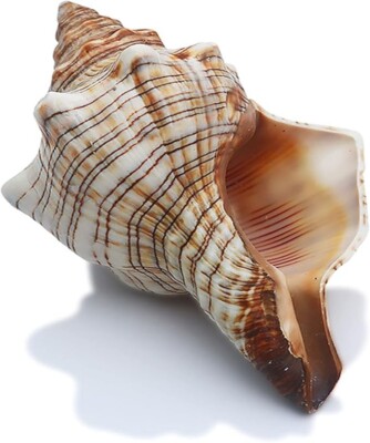 02 Large Striped Fox Seashell Conch Natural Shell Rare Real Beach Home ...