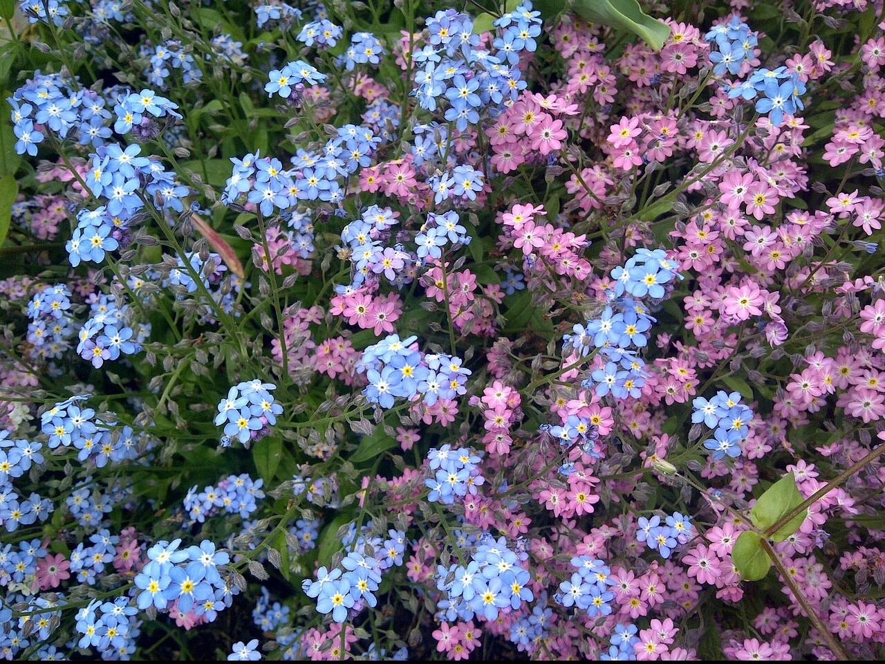 FORGET ME NOT MYOSOTIS ALPESTRIS MIXED NATIVE BRITISH WILDFLOWER SEEDS ...