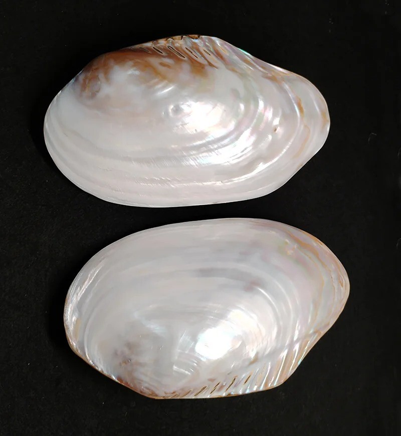 Large Pearlized Mussel Clam Shell Polished Seashell White Mother Pearl ...