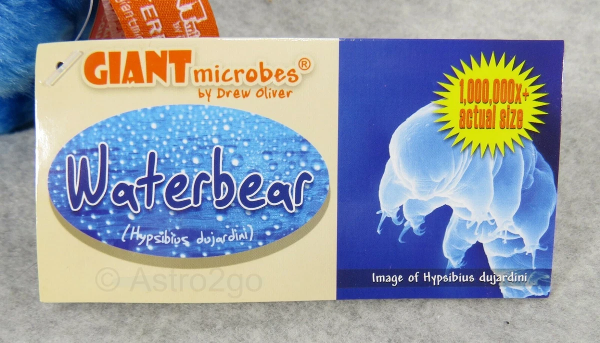 Water Bears Actual Size