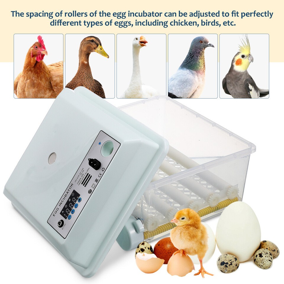 Automatic Bird Egg Incubator Brooding Machine for Hatching Eggs Chicken ...
