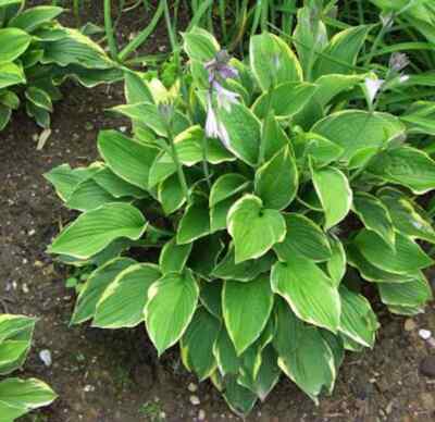 Funkie Gold Drop - Hosta cultorum | eBay