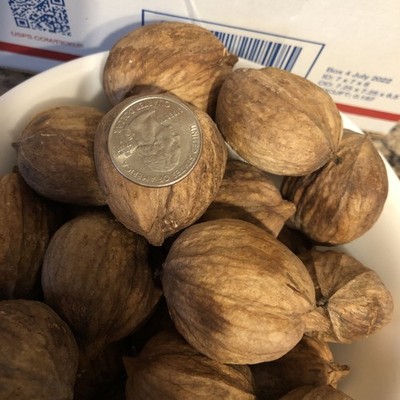 3 Lb Shagbark Hickory Nuts InShell, Mature Tree Natural, Fresh crop ...