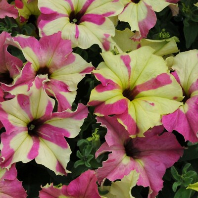 Petunia, Sophistica Lime Bicolor, 10 pelleted seed | eBay