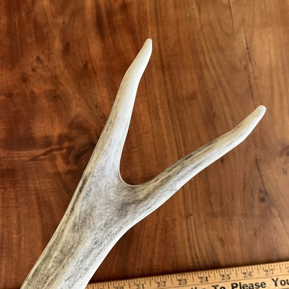 Naturally Shed Mule Deer Antler 4 Point Found in Idaho | eBay