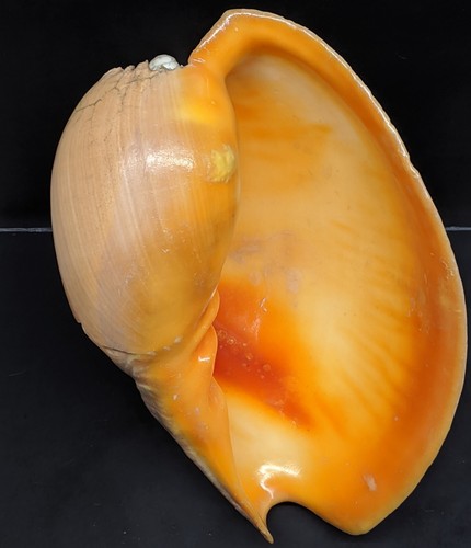 Melo aethiopica (Melo aethiopicus) 216mm VOLUTIDAE Crowned Baler Volute ...