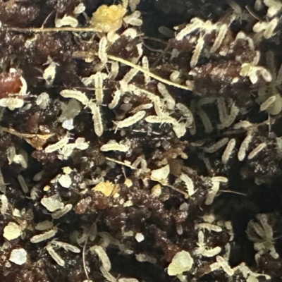 Springtails BIoactive/Terrarium Cleanup Crew - Live Arrival Guarantee ...