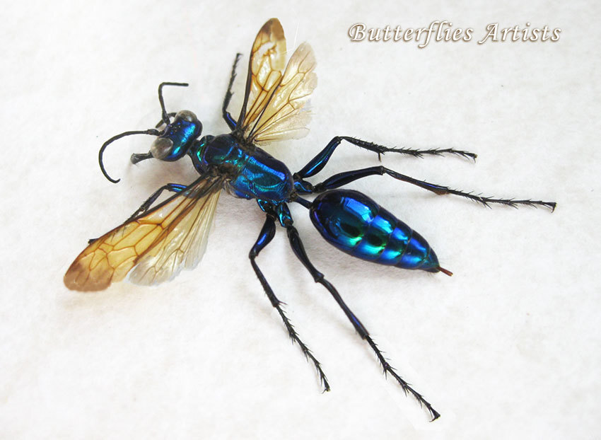 Chalybion Japonicum Metallic Blue Green King Wasps XL RARE Entomology ...
