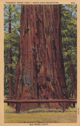 General Grant Tree Big Trees Santa Cruz California CA Postcard D48 | eBay