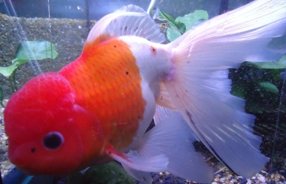 2X Assorted ORANDA Fantail Goldfish 3 - 3.5" Live Fish for Pond *FAST ...