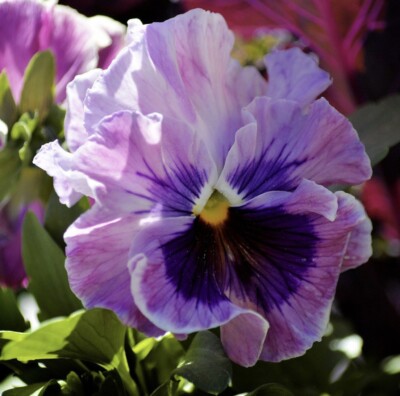 PANSY SEEDS 'Rococo Frilled' (VIOLA GERMANIA) 30 Seeds Flower Garden ...