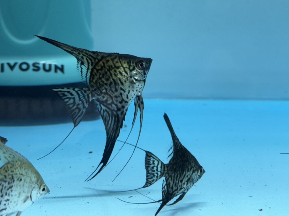 PACK Of 2 - LIVE Aquarium Longfin Leopard Angelfish - 1.5 To 2 Inch ...