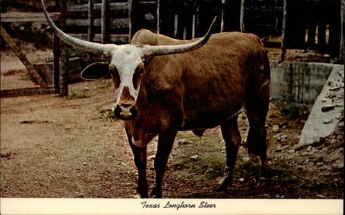 Texas Longhorn Steer corral ~ postcard sku803 | eBay
