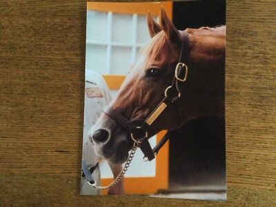 Secretariat At Claiborne Farm August 1987 5x7 Fan Photo | eBay