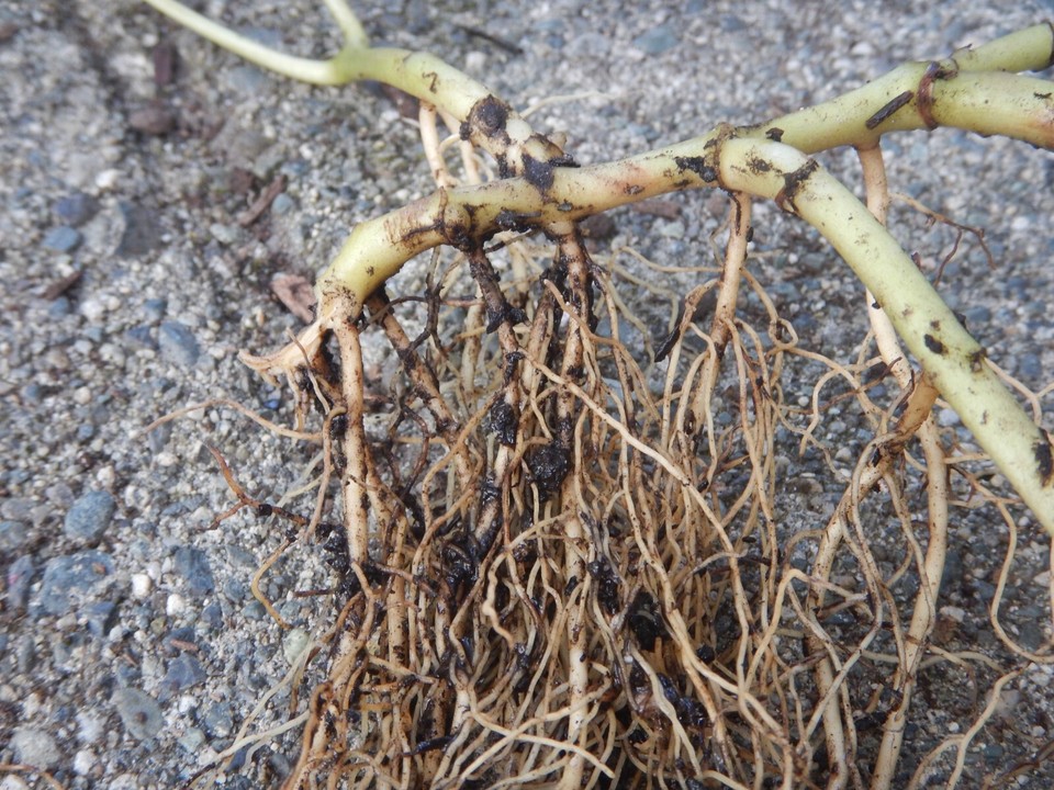 5 Wild Ginger Plant Roots Asarum Canadense Woodland Bareroot Native ...