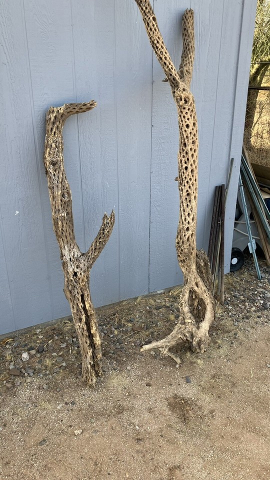 Cholla Cactus Skeleton .2@ 48” = 35.99. Will make any Size you want ...