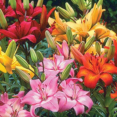 Imported Rare Bulbs Asiatic Lily Lilium Flower Bulbs (Mix set of 4) for ...